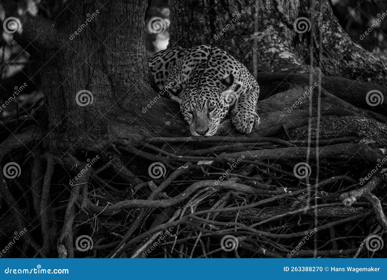 Jaguar Resting in the Shade of a Large Tree Stock Photo - Image of ...