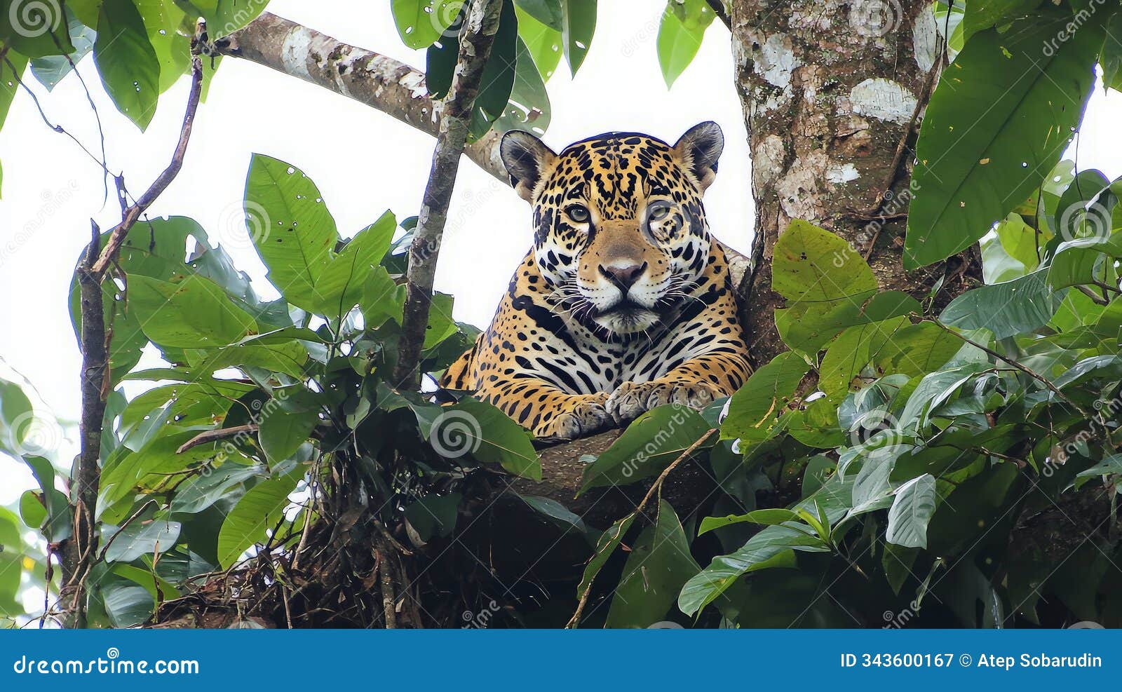 A Jaguar Sits High in a Tree, Looking Directly at the Camera Stock ...