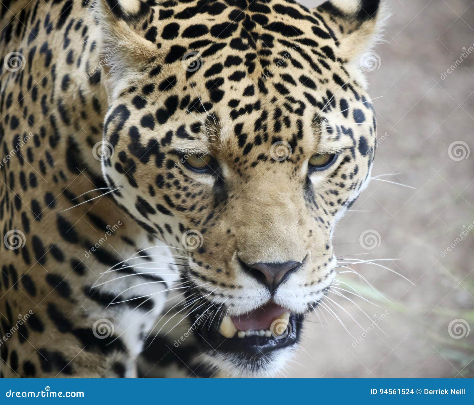 A Jaguar Stalking Its Prey in the Wild Stock Photo - Image of feline ...