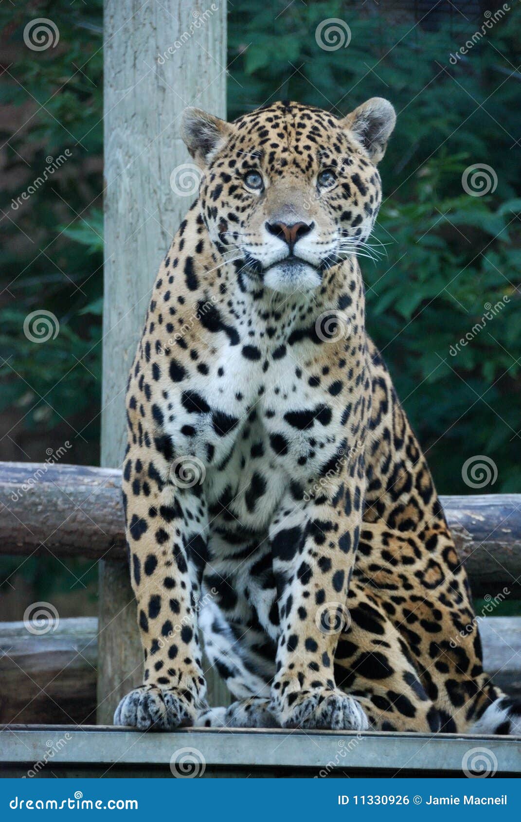Jaguar Stare stock photo. Image of species, carnivore - 11330926