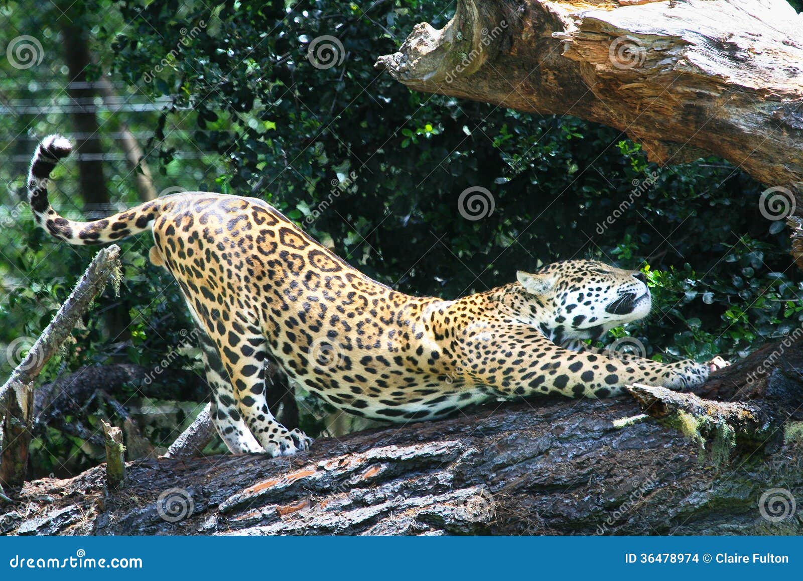 Jaguar stretching stock photo. Image of spotted, predator - 36478974