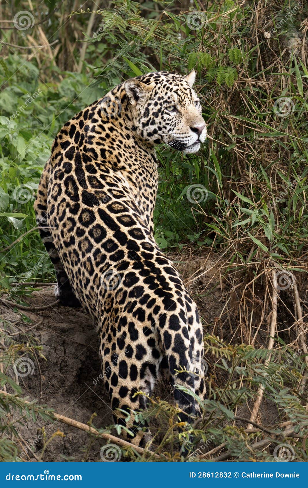 Jaguar Climbing Up A Tree