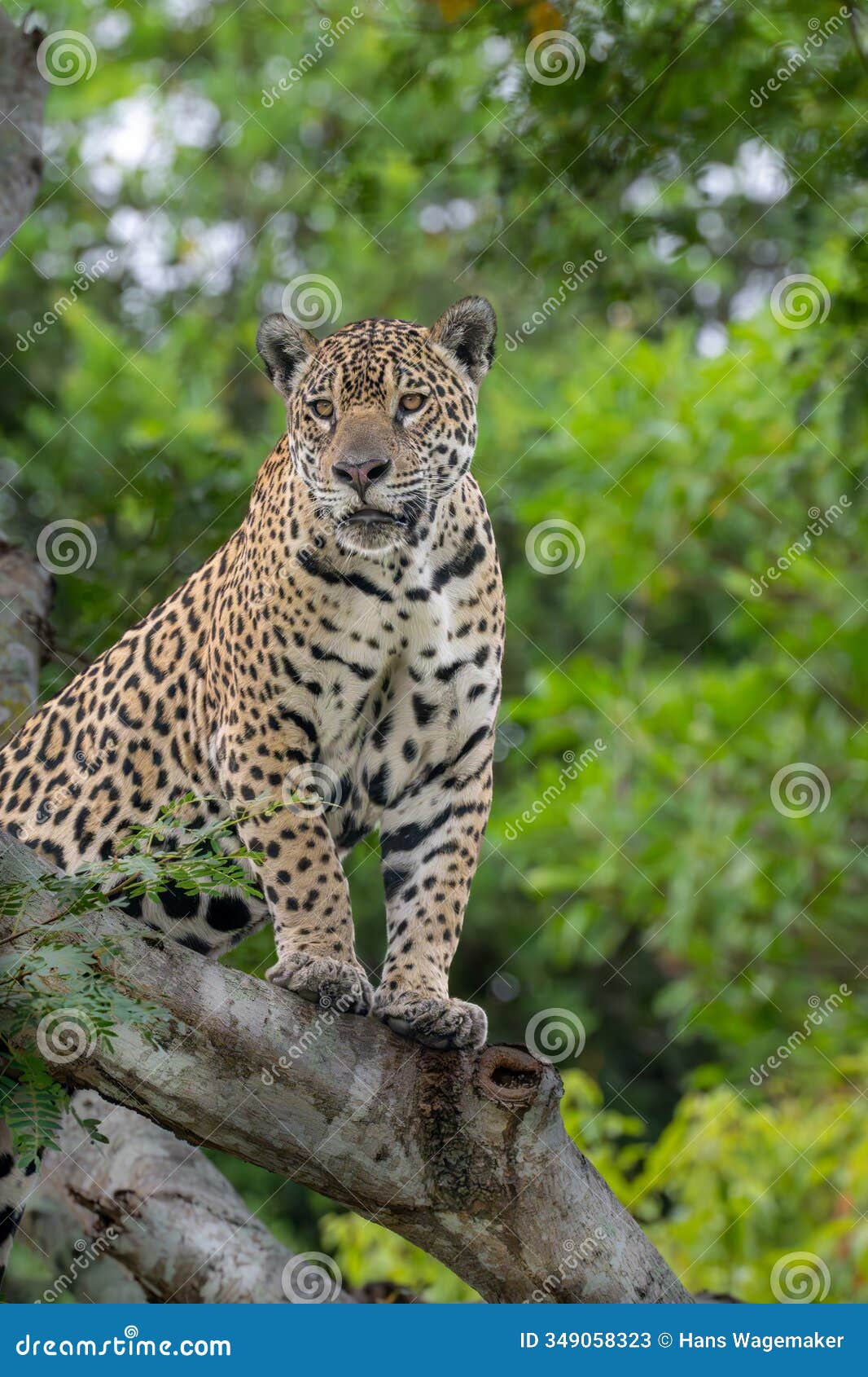 Jaguar survey its domain stock image. Image of mexico - 349058323