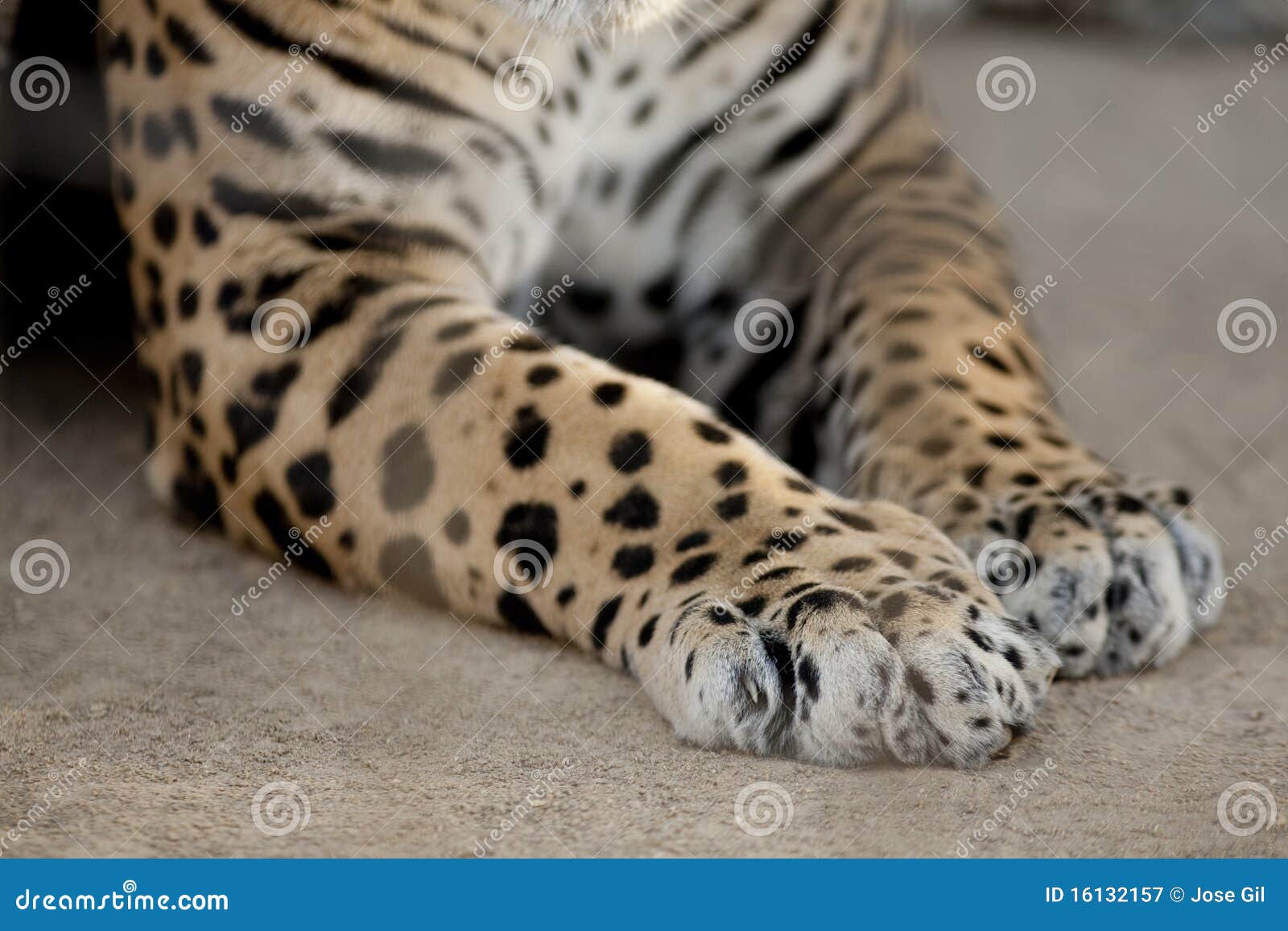 Jaguar-Tatzen stockbild. Bild von heftig, leben, sorte - 16132157