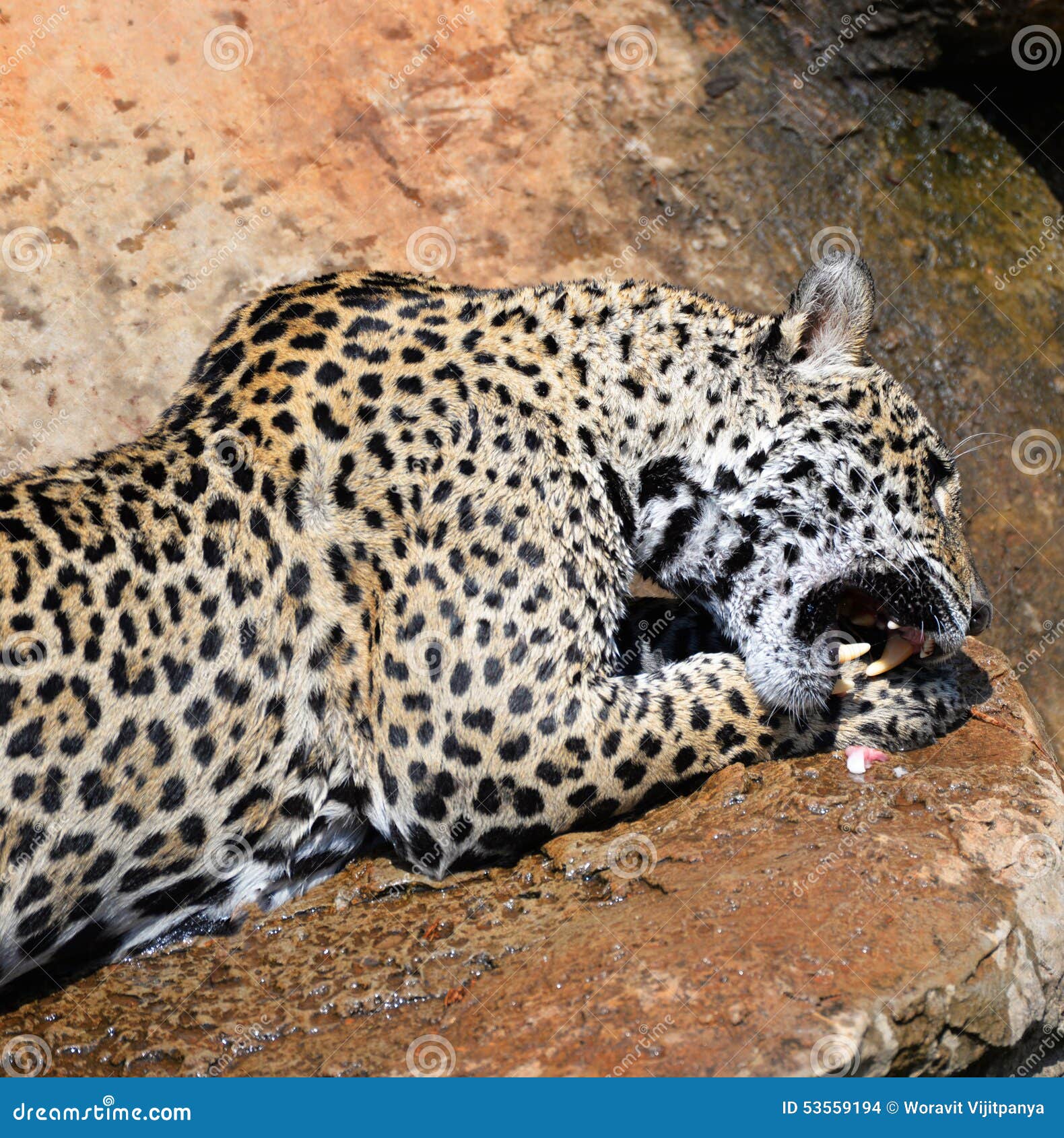 Jaguar tiger eating stock photo. Image of stalking, spots - 53559194