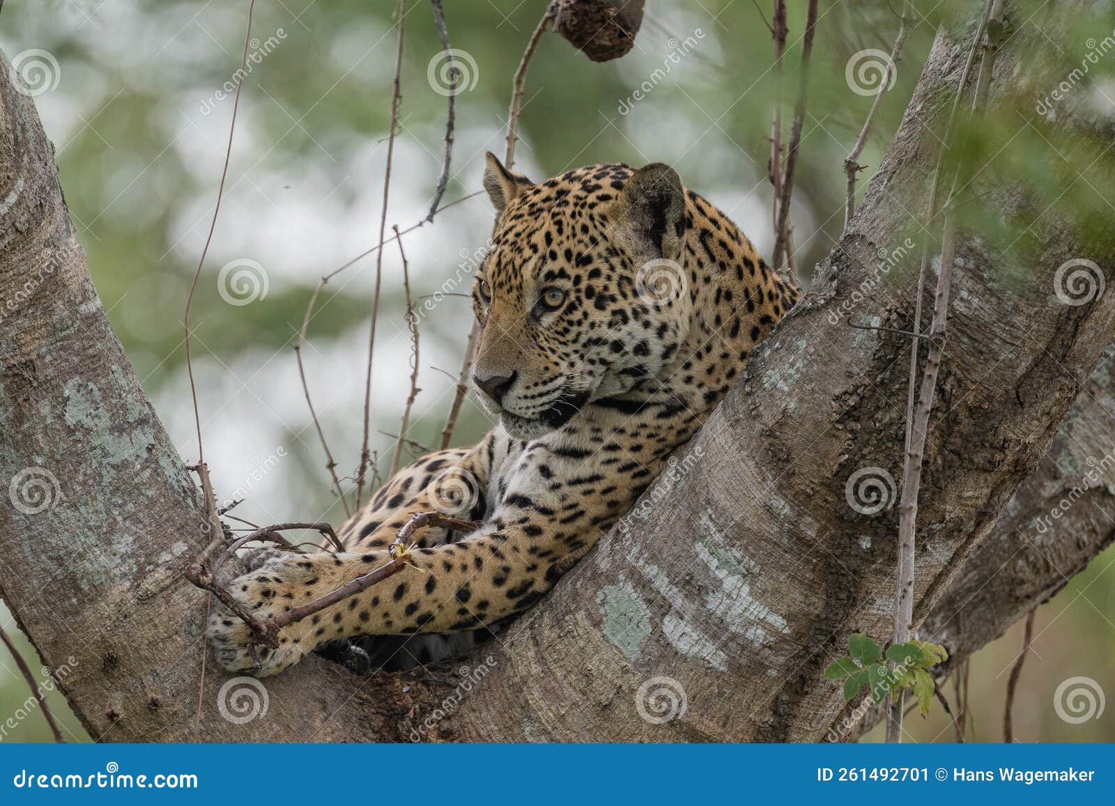 Jaguar in the tree top stock image. Image of jaguar - 261492701