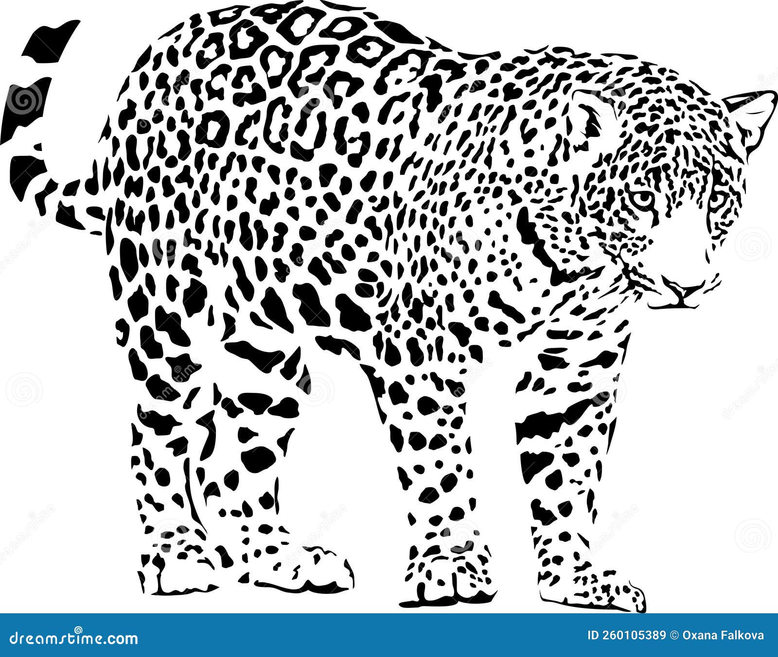 Jaguar stock vector. Illustration of leopardn, graphic - 260105389