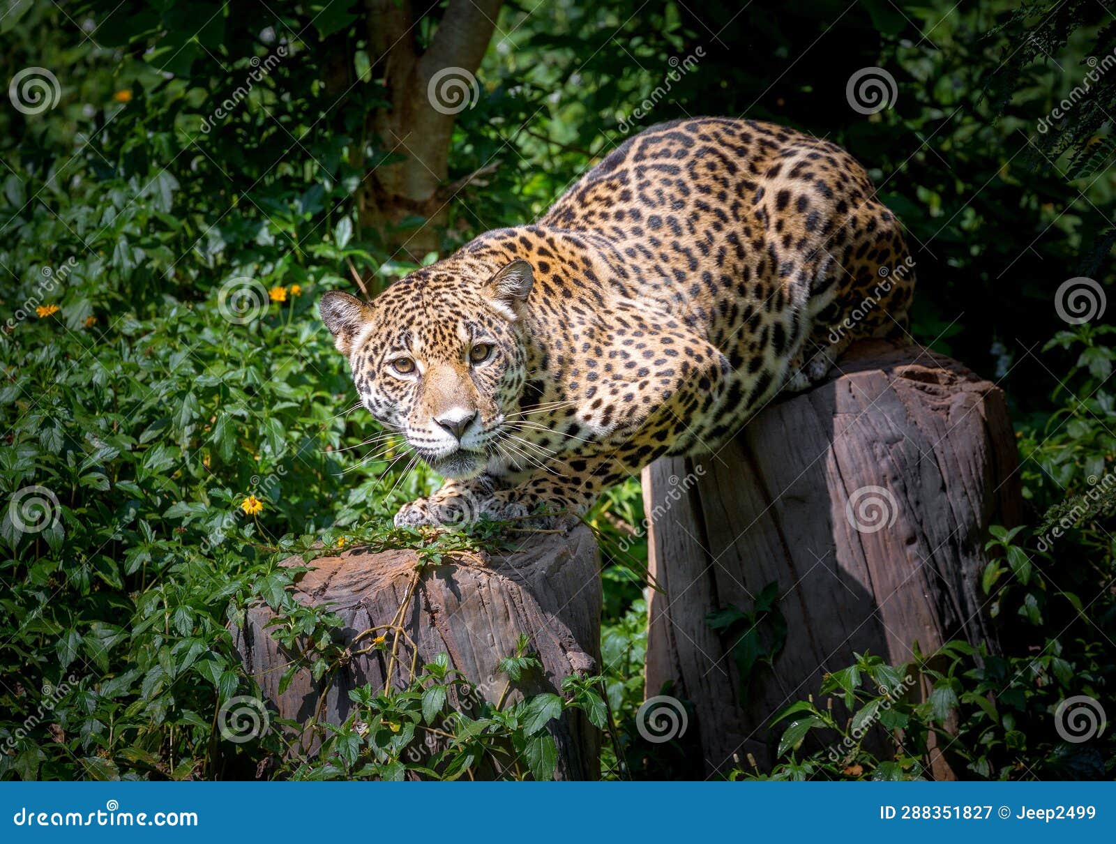Jaguar Was Crouching on the Timber. Stock Image - Image of spots ...