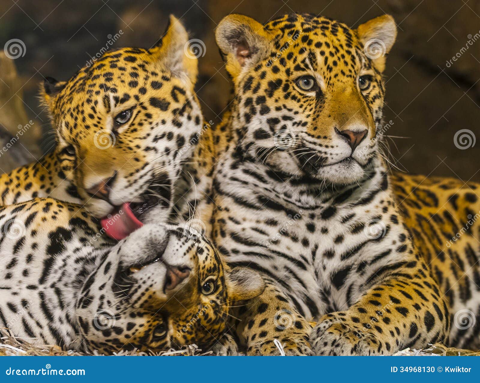 Jaguars stock photo. Image of camera, pattern, leopard - 34968130