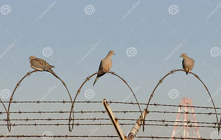 Jail Birds stock photo. Image of fence, morning, perimiter - 345090