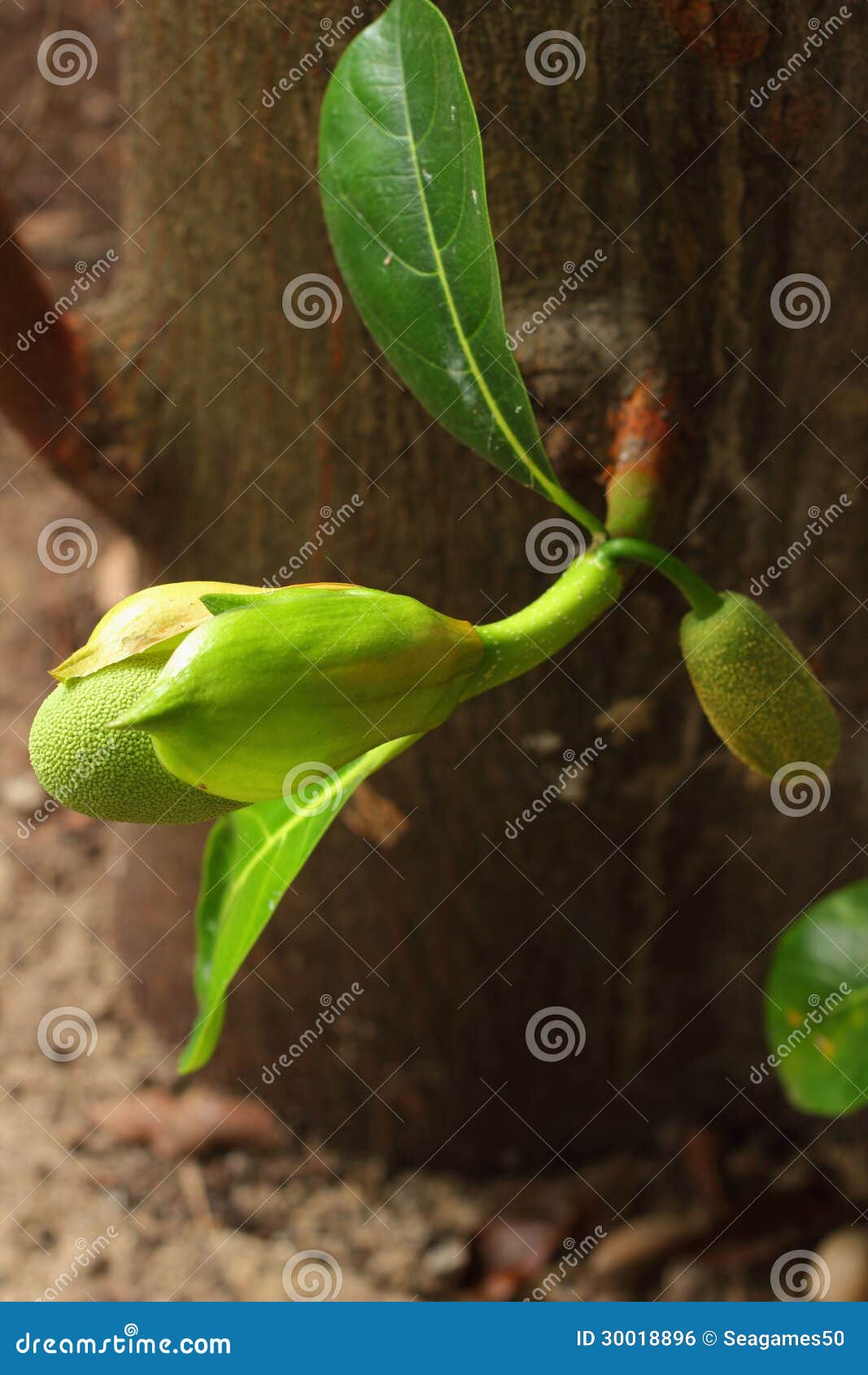 Jack fruit stock photo. Image of exotic, blossom, green - 30018896
