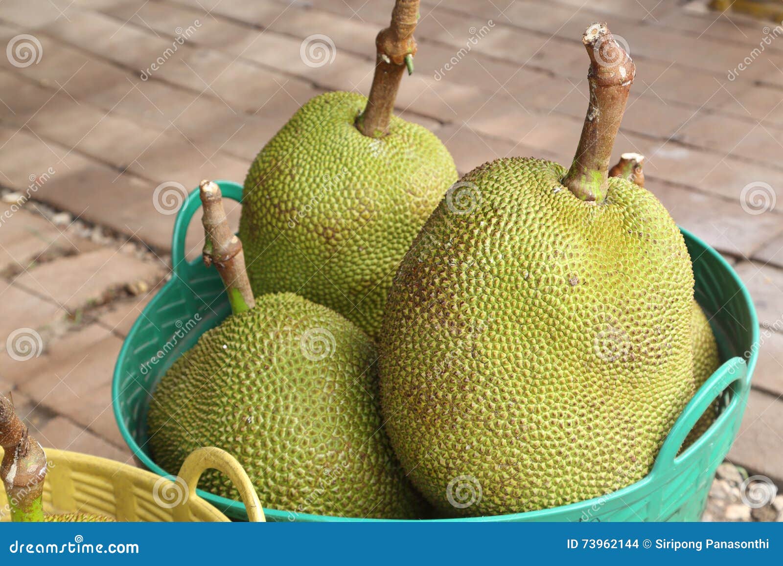 Jak fruit stock photo. Image of sweet, food, plant, fruit - 73962144
