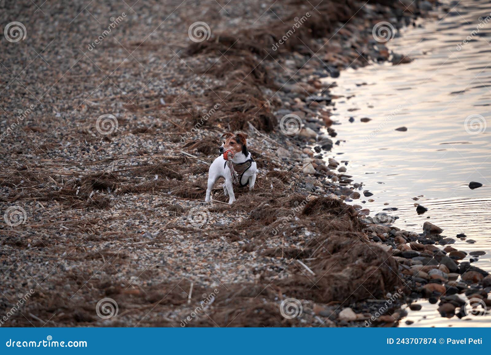 Jakc resiel at stock photo. Image of summer, nature - 243707874