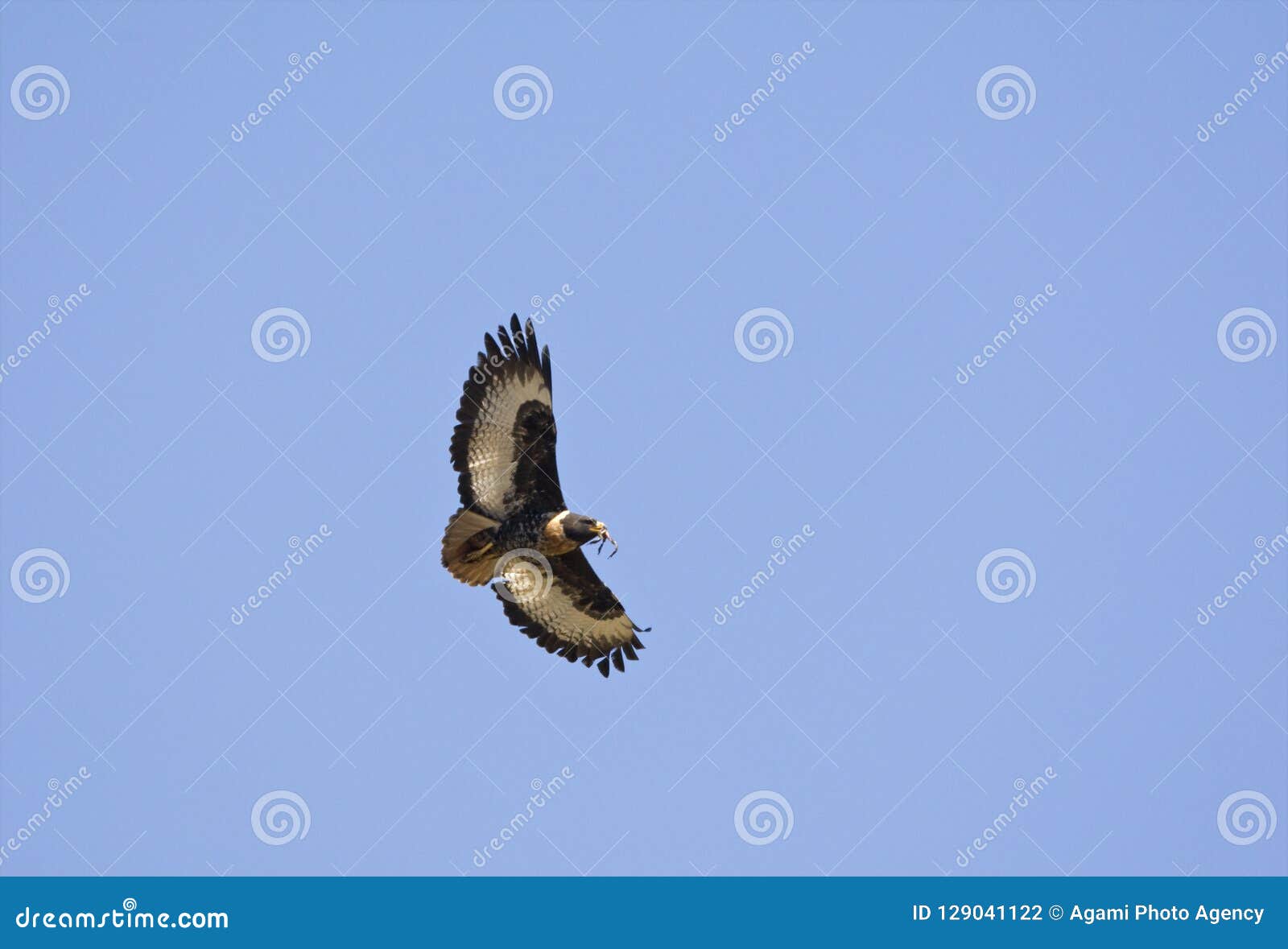 Jakhalsbuizerd, Jackal Buzzard, Buteo Rufofuscus Stock Photo - Image of ...