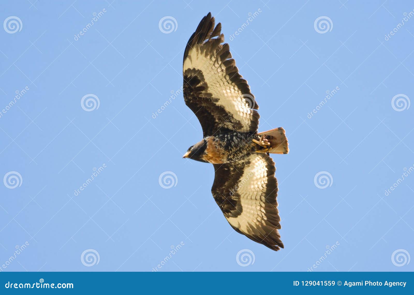 Jakhalsbuizerd, Jackal Buzzard, Buteo Rufofuscus Stock Image - Image of ...