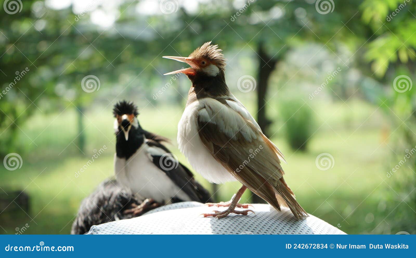 Jalak Birds stock photo. Image of finch, branch, blackbird - 242672834