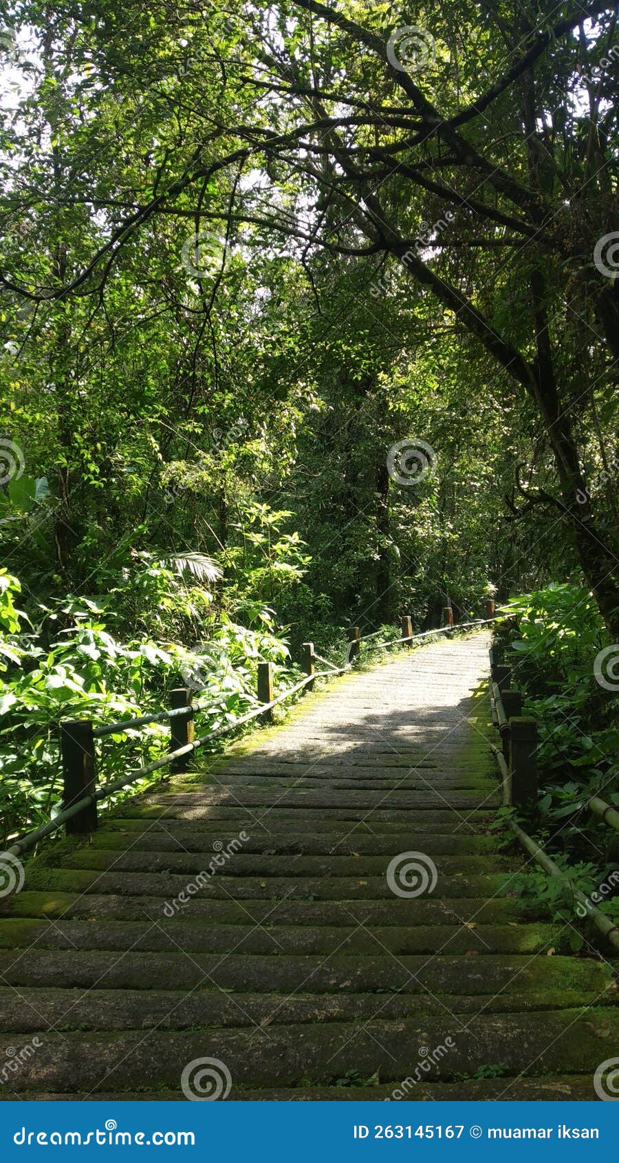 Jalan Setapak Hiking Track Wood Track Green Forest Potrait Stock Image ...