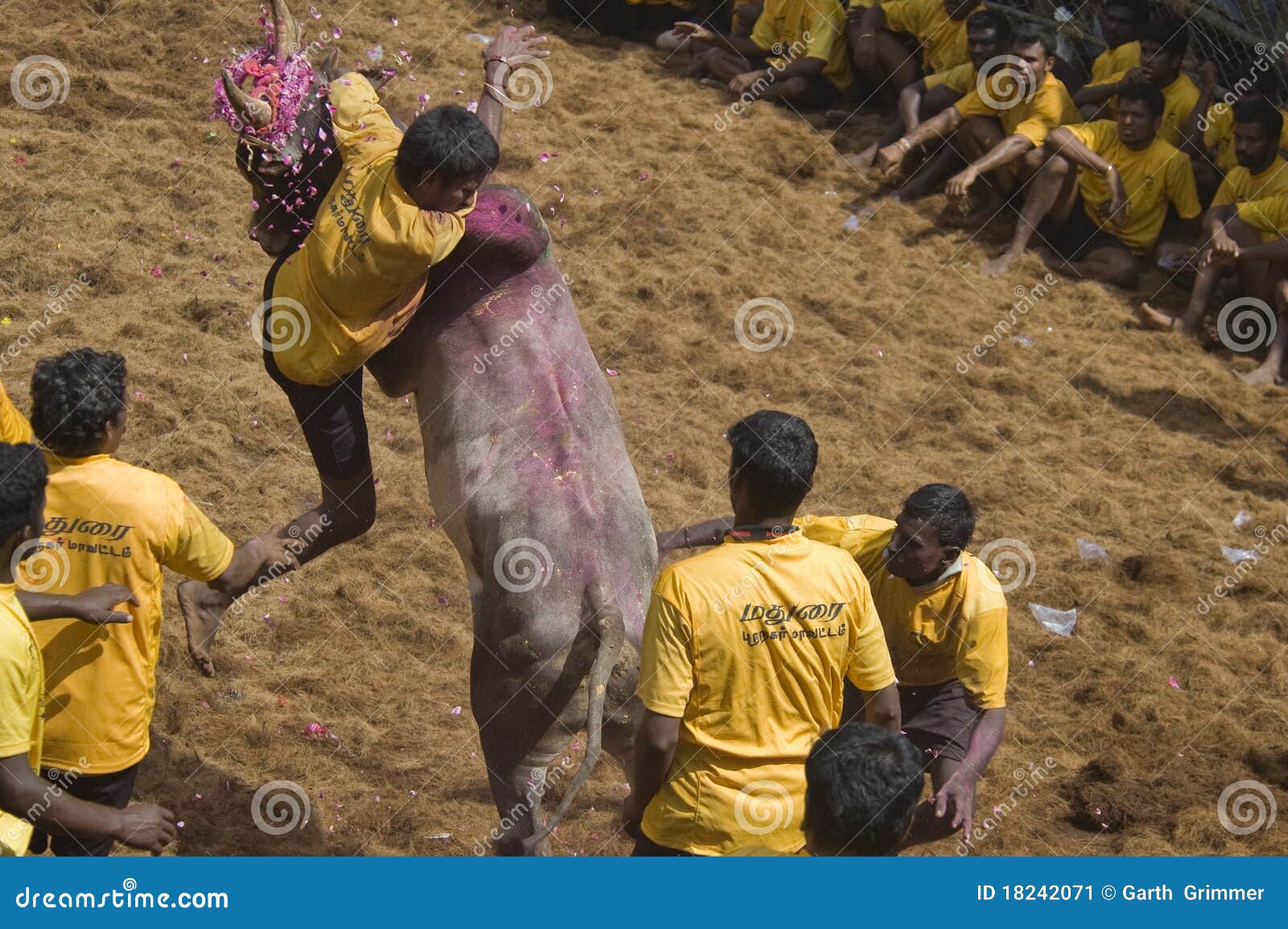 Jalikattu Indian Bullfighting Editorial Photo - Image of animal ...