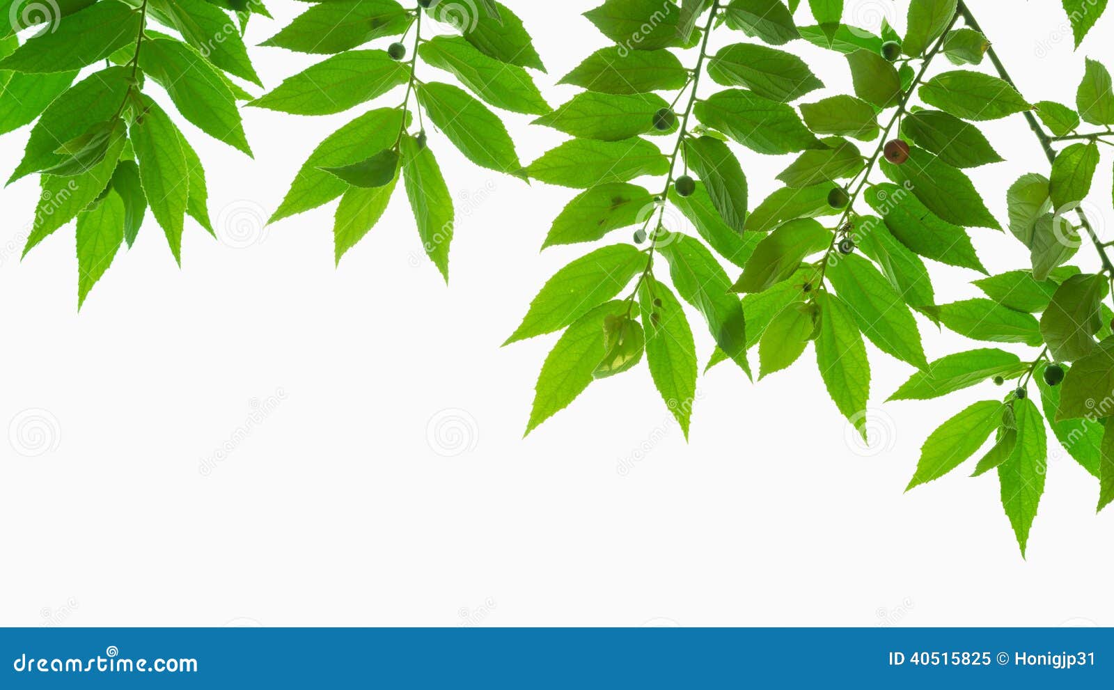 Jam tree leafs stock image. Image of drop, nature, plant - 40515825