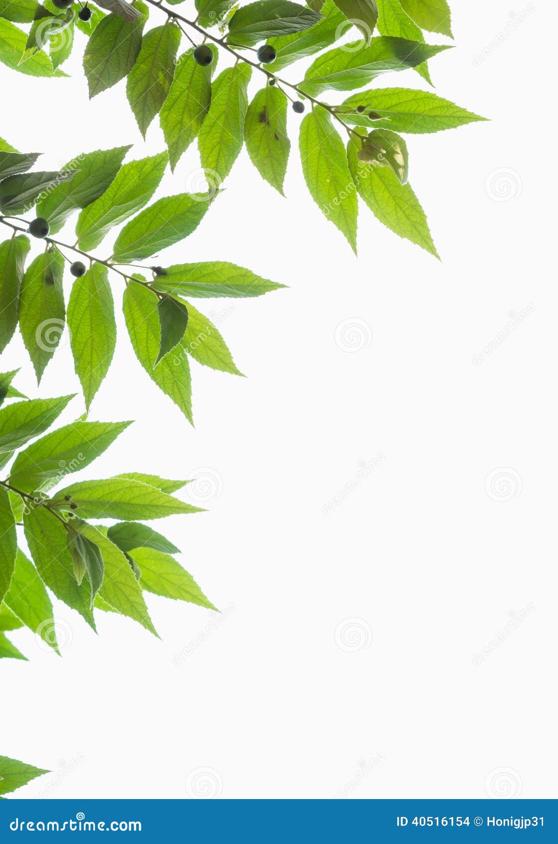 Jam tree leafs stock photo. Image of background, tree - 40516154