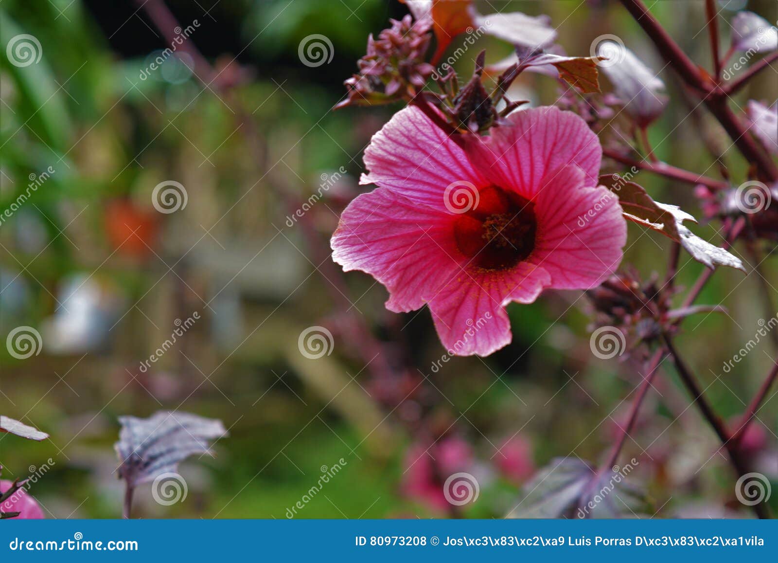 Jamaica flower stock photo. Image of little, whit, puebla - 80973208