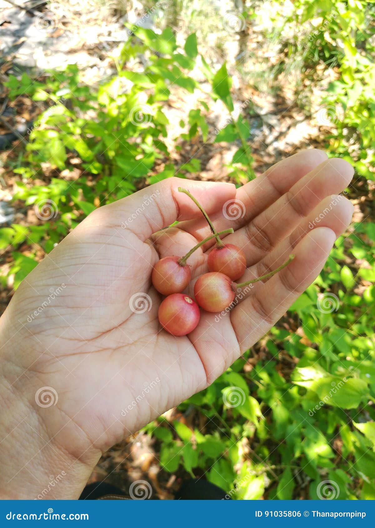 Jamaican cherry in hand stock photo. Image of food, autumn - 91035806