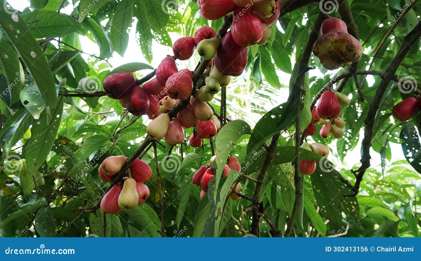 Jamaican Guava Fruit Still on the Tree Stock Photo - Image of outdoor ...
