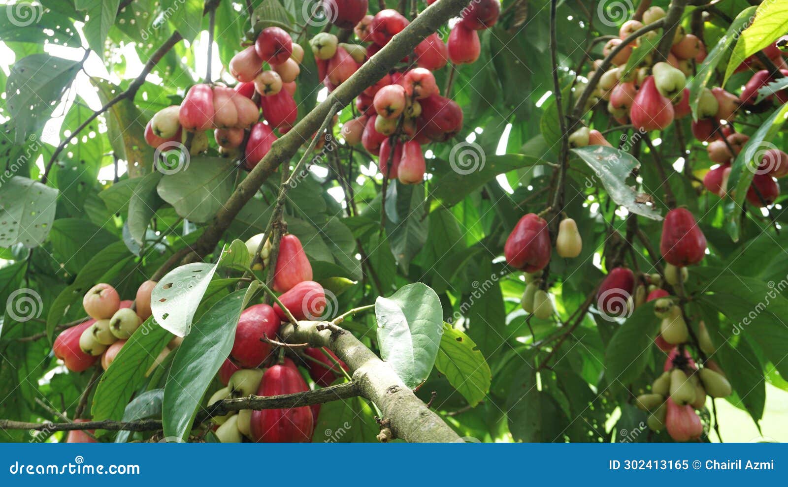 Jamaican Guava Fruit Still on the Tree Stock Image - Image of jambu ...