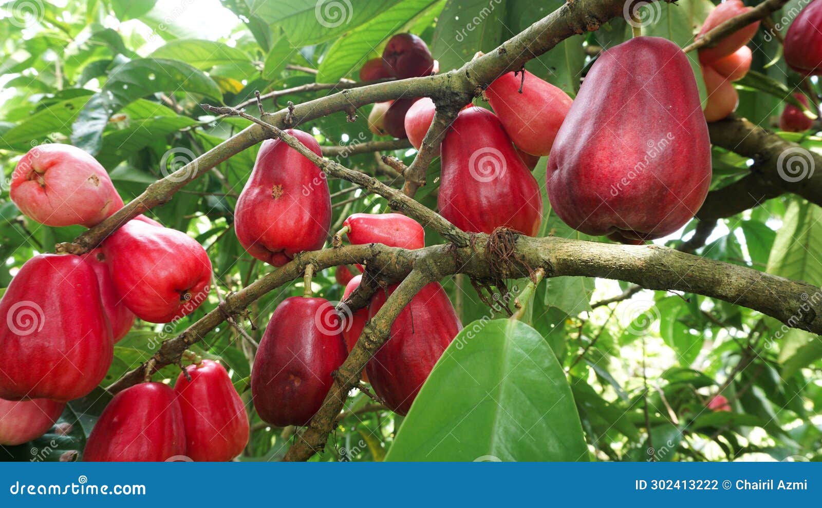 Jamaican Guava Fruit Still on the Tree Stock Photo - Image of gardening ...