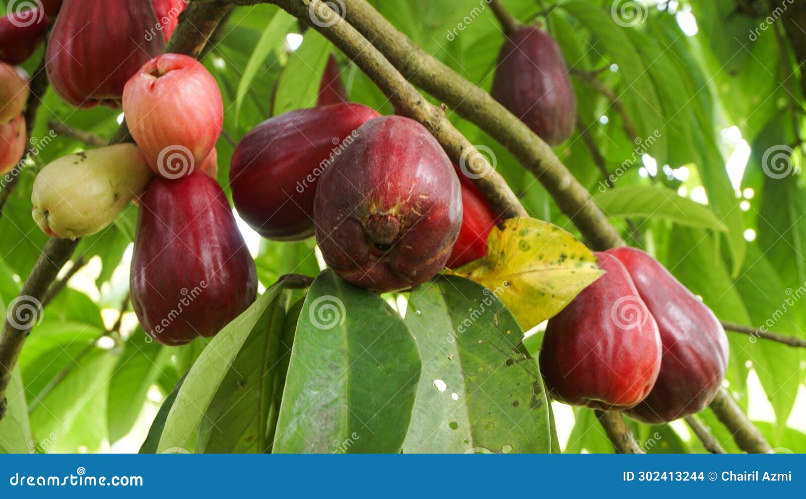 Jamaican Guava Fruit Still on the Tree Stock Photo - Image of garden ...