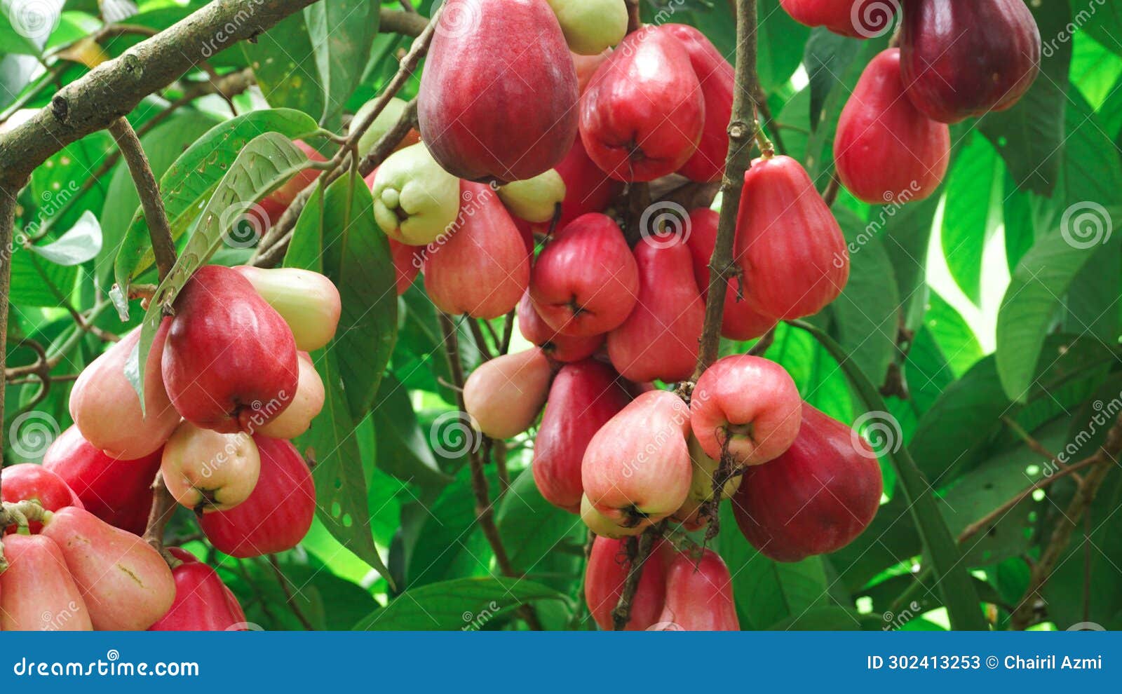 Jamaican Guava Fruit Still on the Tree Stock Image - Image of gardening ...