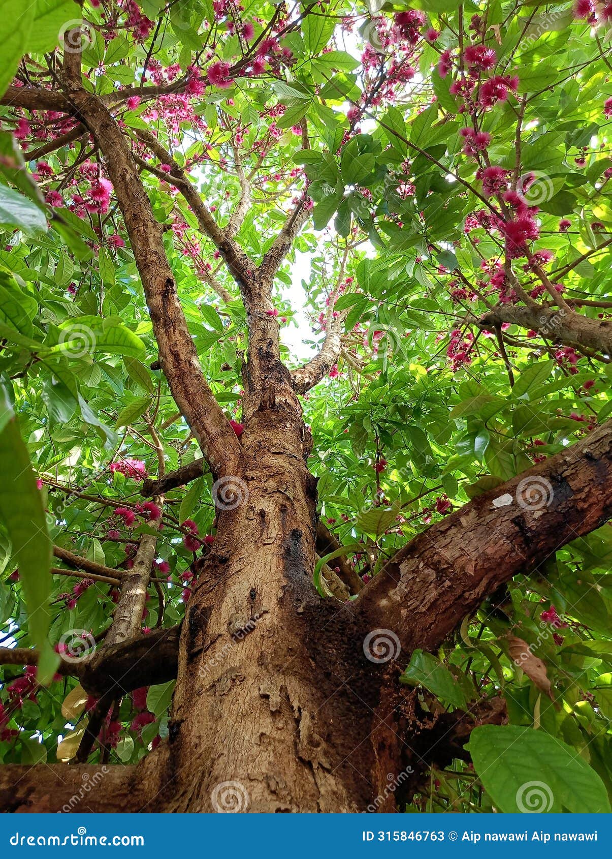 Jamaican Guava Tree in Bloom Stock Image - Image of guava, bloom: 315846763