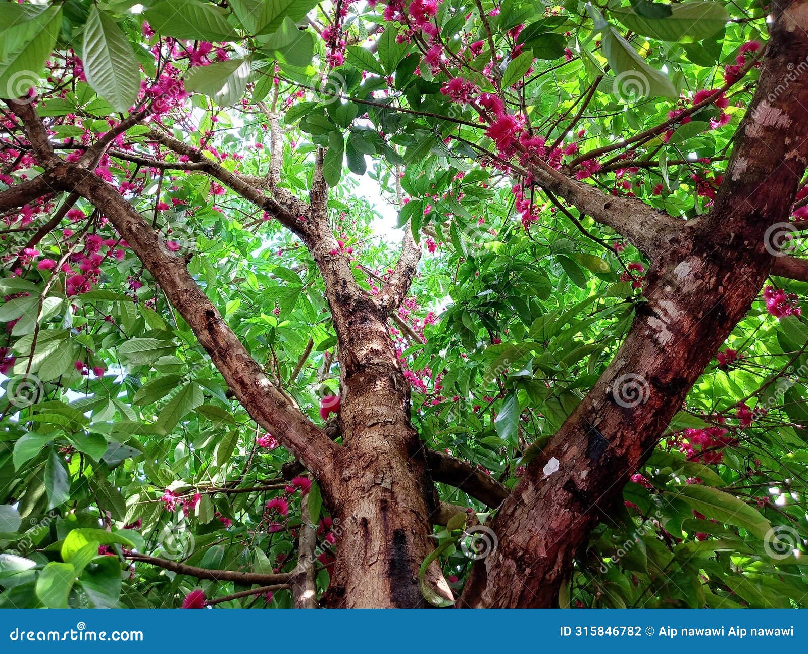 Jamaican Guava Tree in Bloom Stock Photo - Image of tree, fruits: 315846782