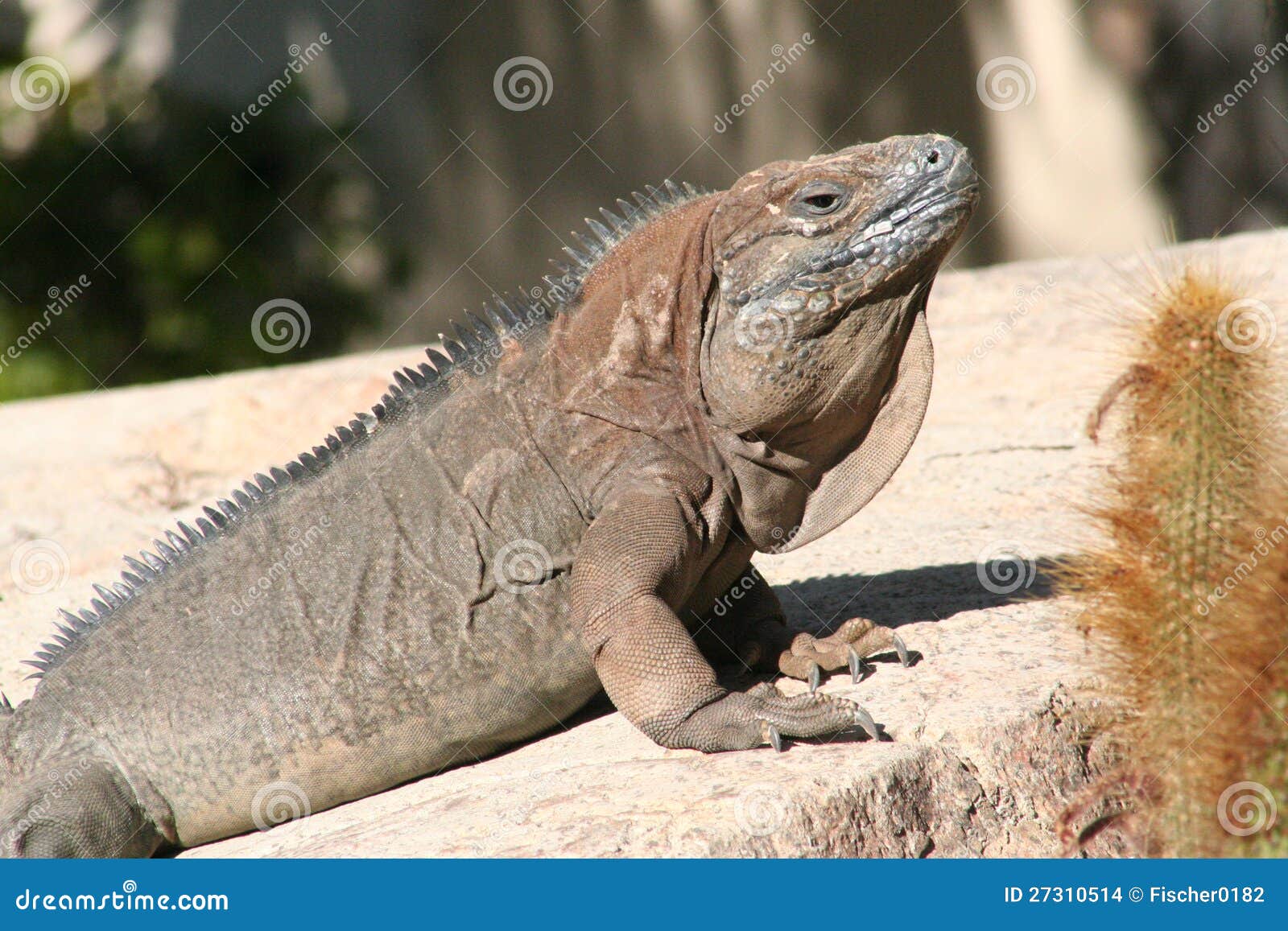 Jamaican Iguana (Cyclura Collei) Stock Photo - Image of jamaican, grey ...