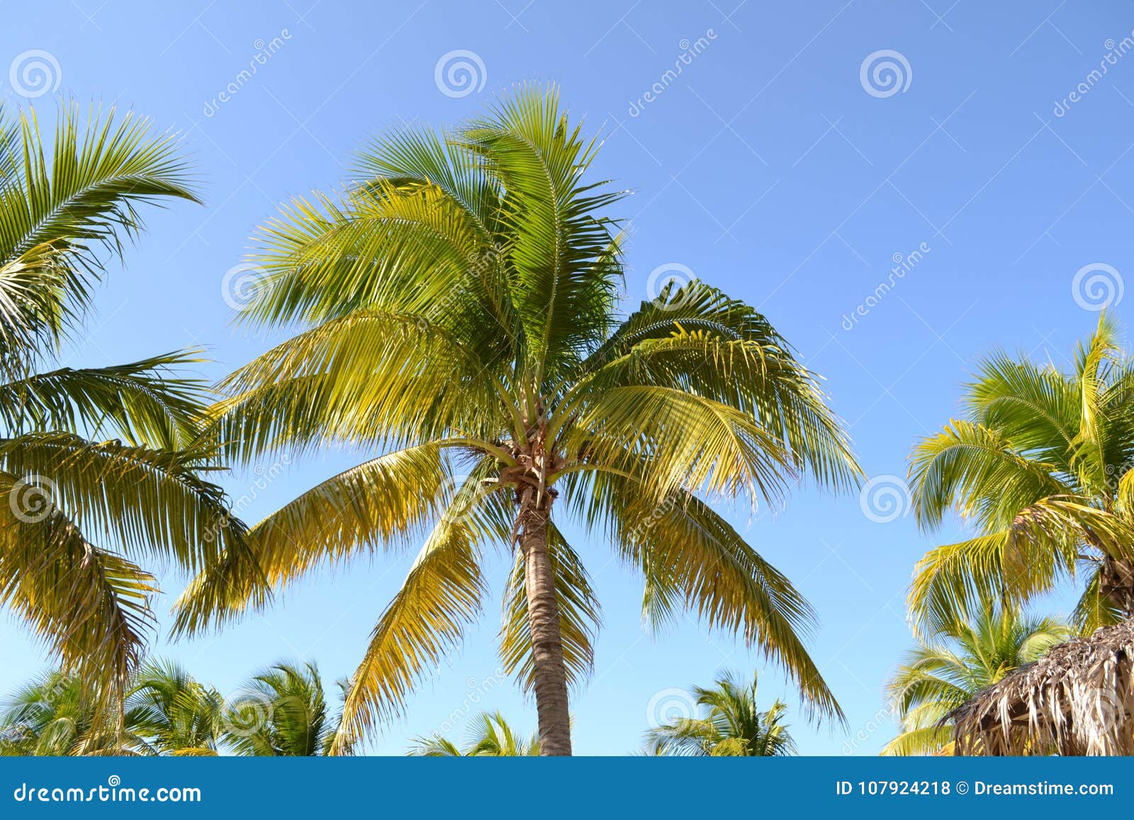 Jamaican palm trees, Lucea stock photo. Image of breakwater - 107924218