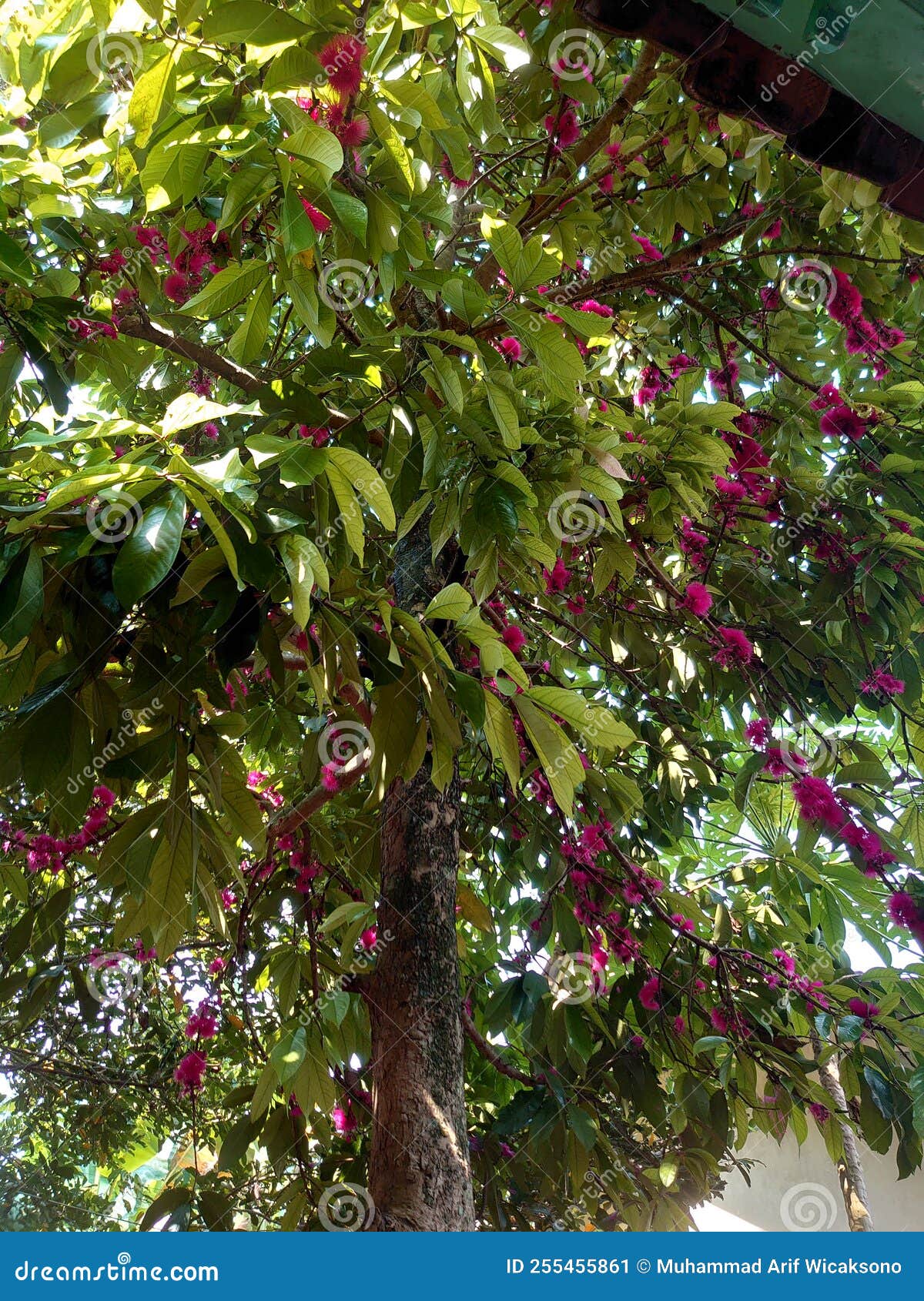 Jamaican Water Guava is in Bloom Stock Image - Image of leaf, food ...
