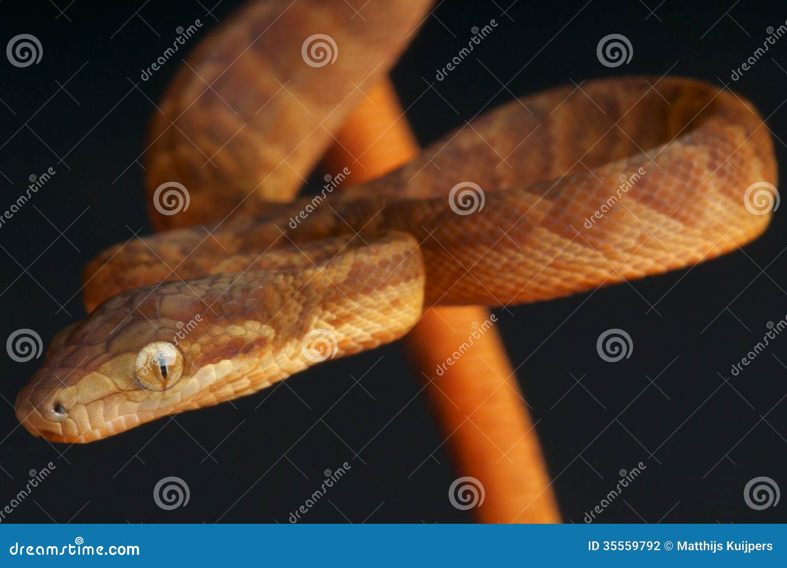 Jamaikansk Boa/Epicrates Subflavus Arkivfoto - Bild av reptil, ormar ...