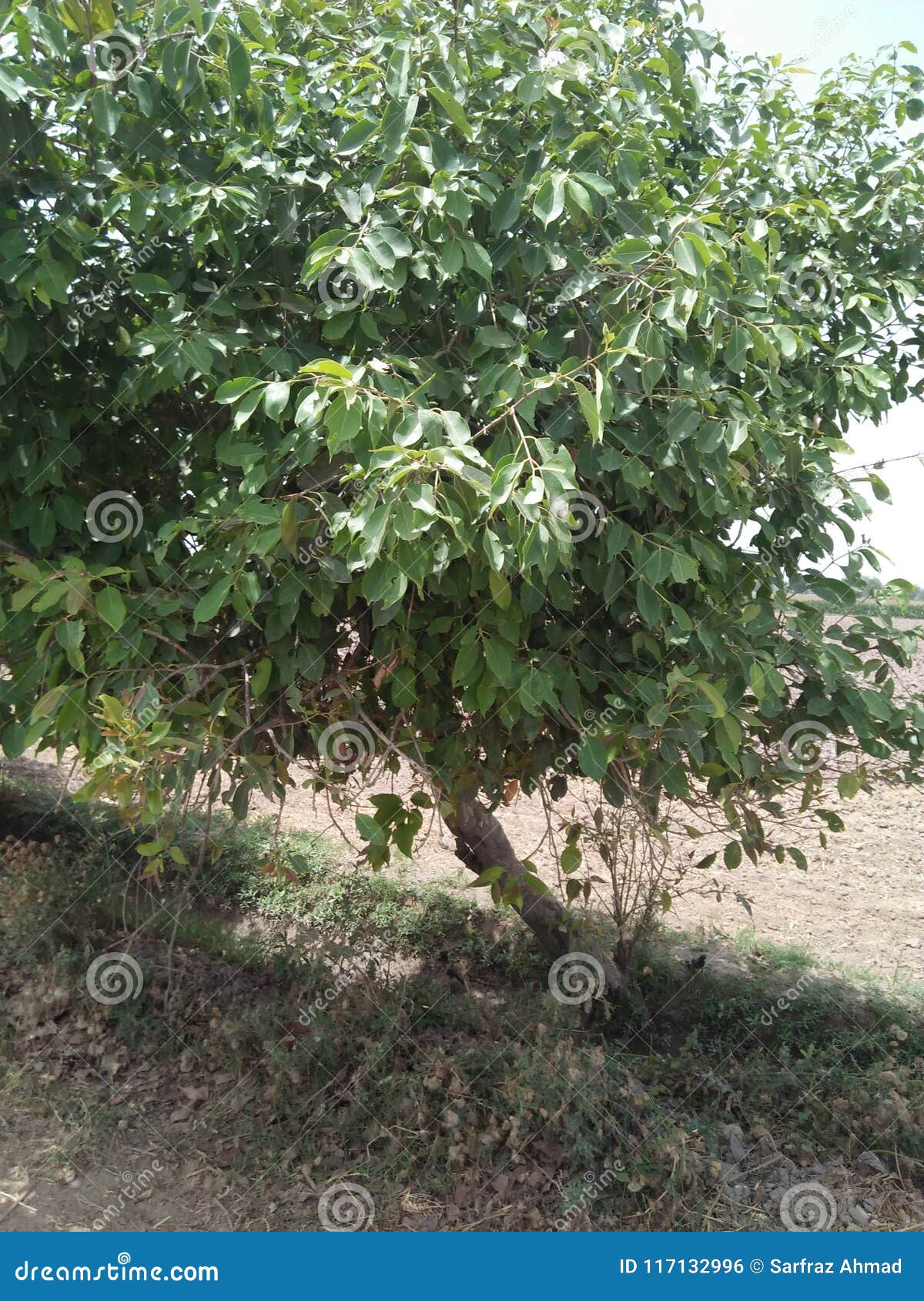 Jaman Trees Stock Photos - Free & Royalty-Free Stock Photos from Dreamstime