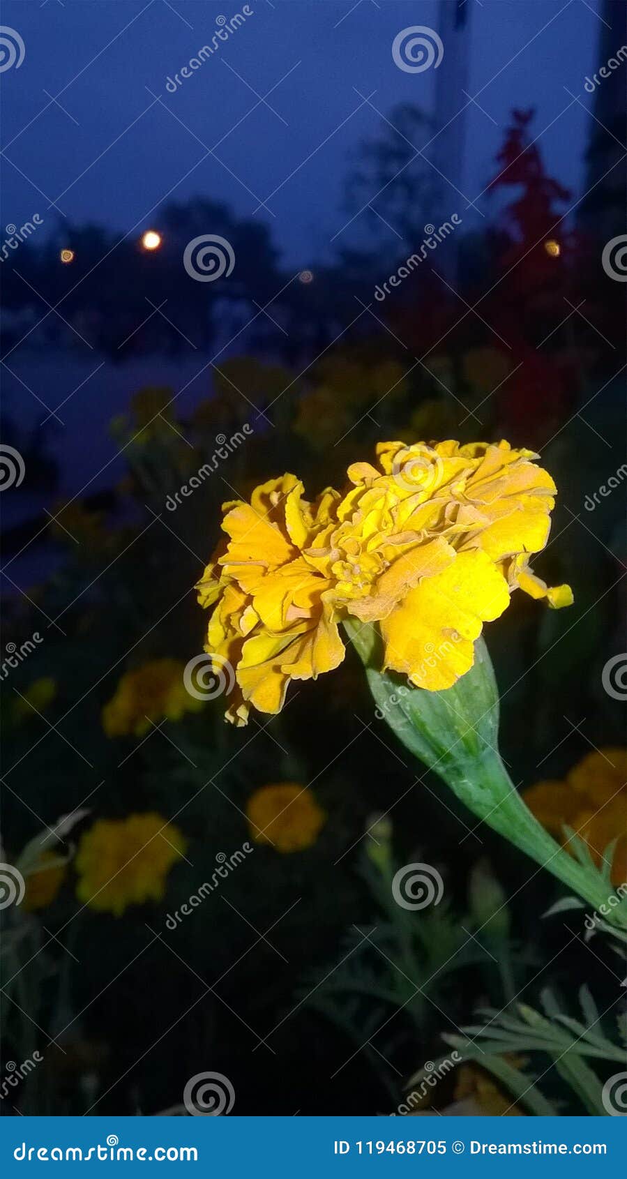 Jamanthi flower stock image. Image of flower, india - 119468705