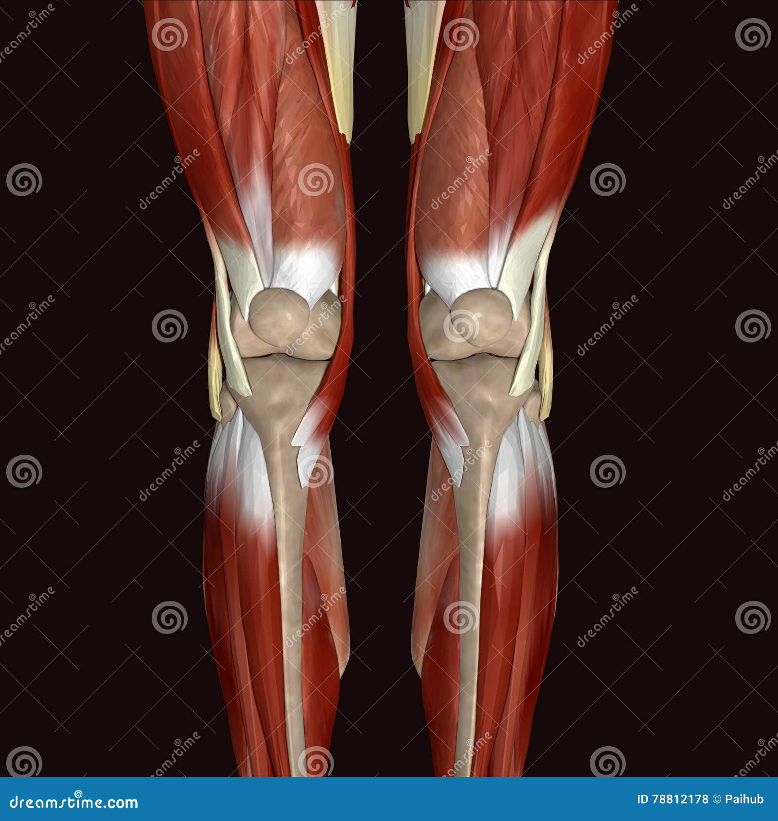 Jambe De Corps Humain De L'illustration 3d Illustration Stock ...