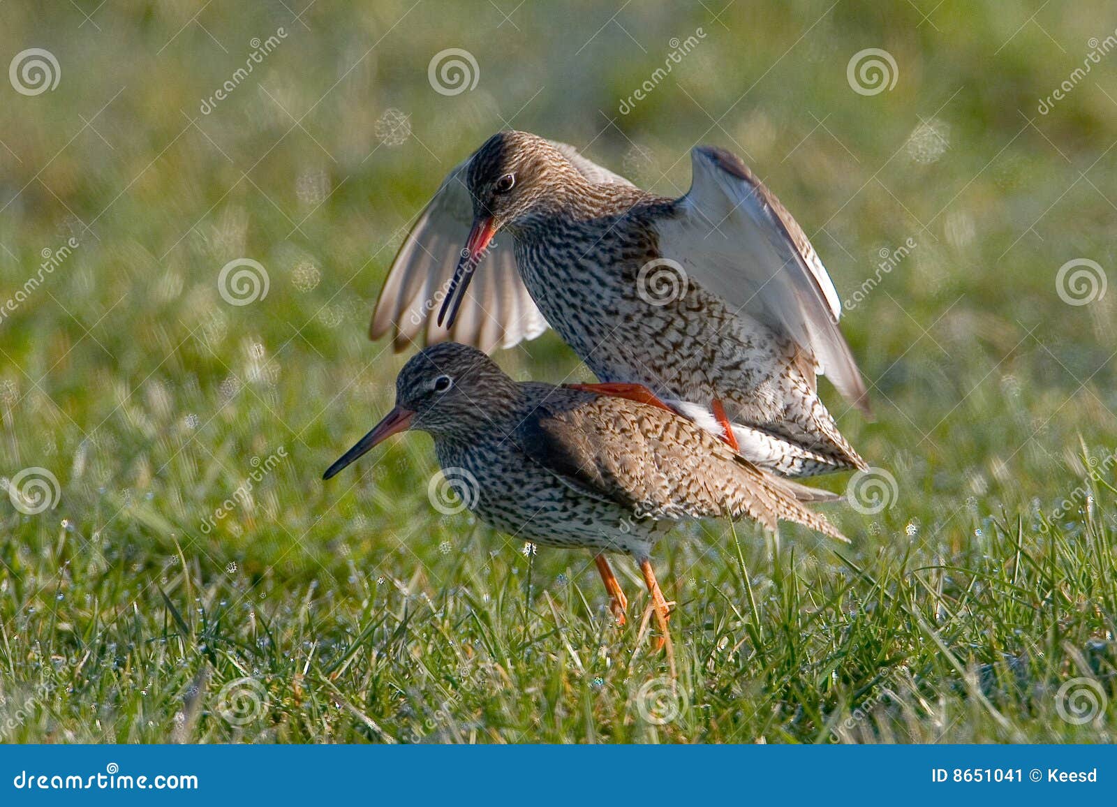 Jambe Rouge De Accouplement Image stock - Image du nature, humide: 8651041