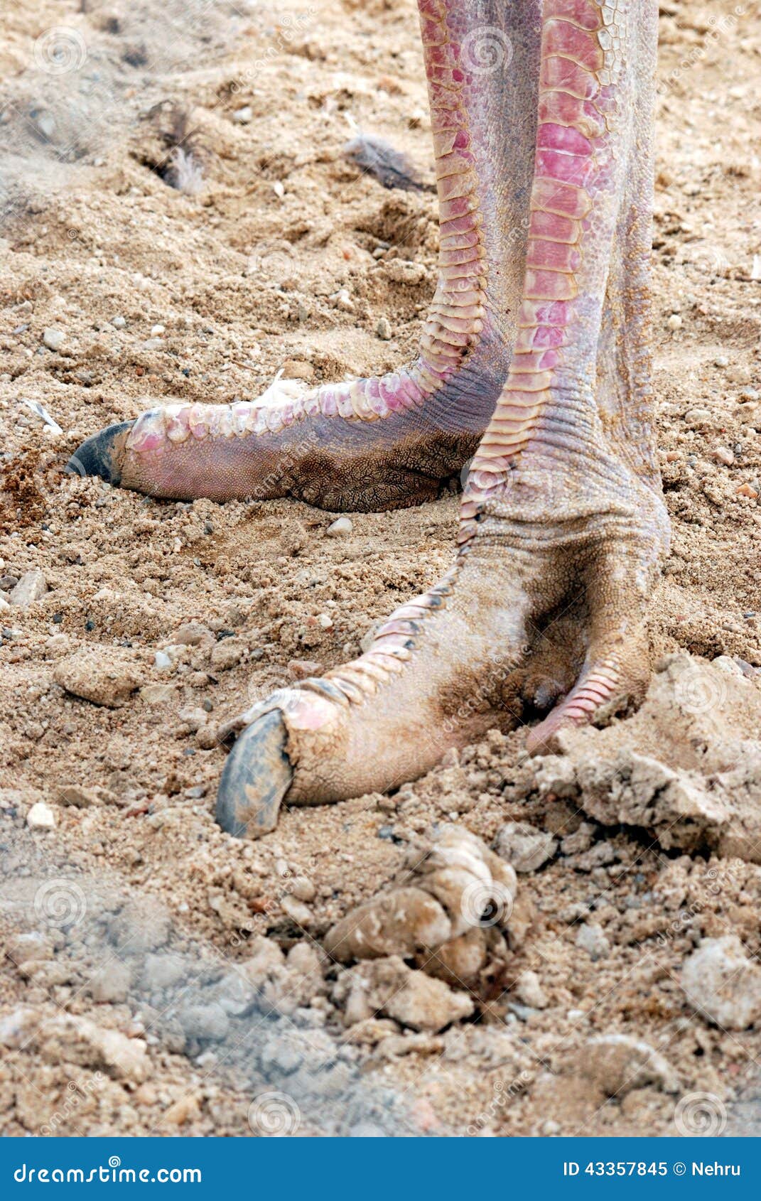 Jambes d'autruche image stock. Image du oeil, australien - 43357845