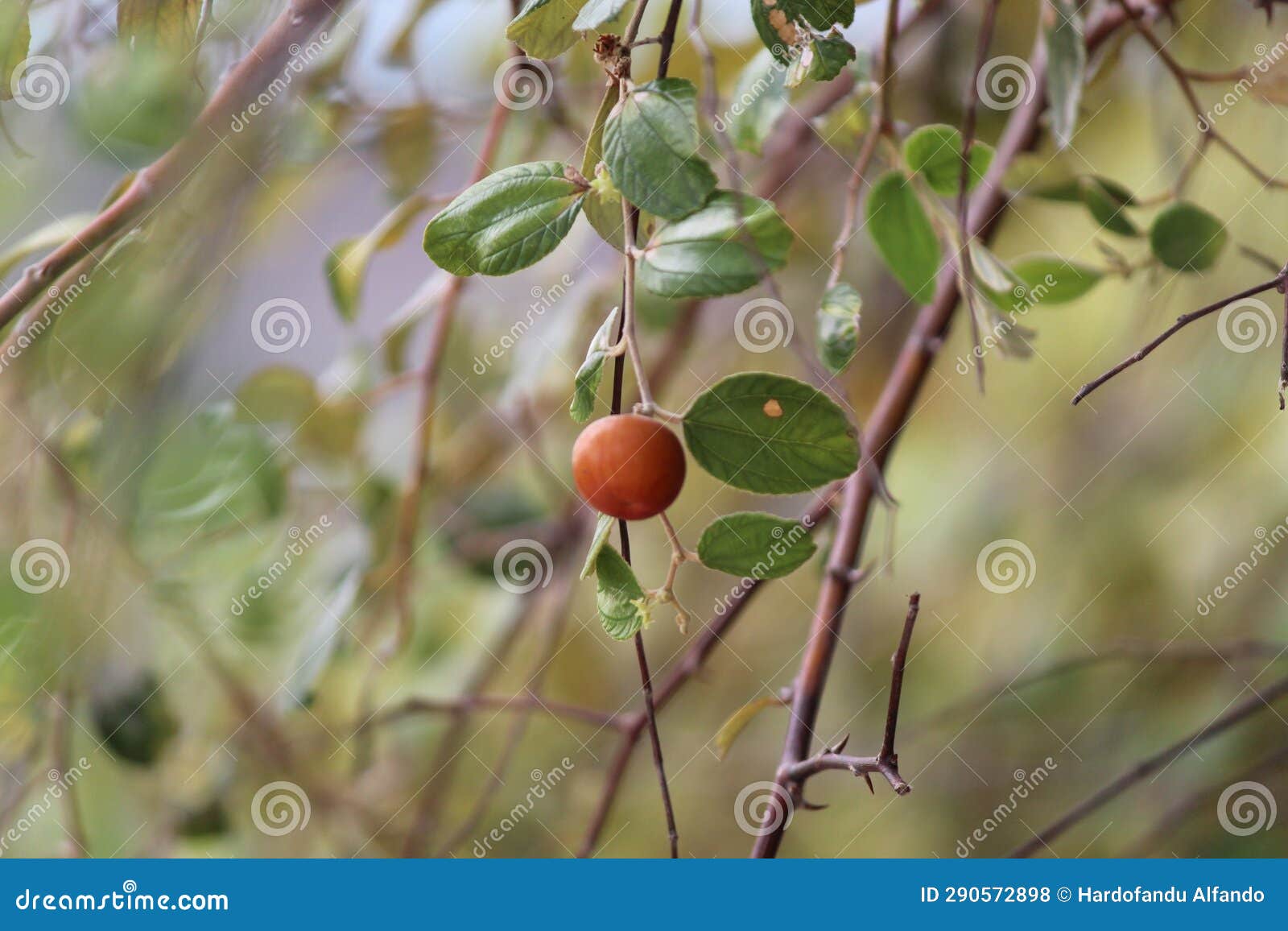 Jamblang Fruit from Indonesian Banda Aceh Editorial Stock Photo - Image ...