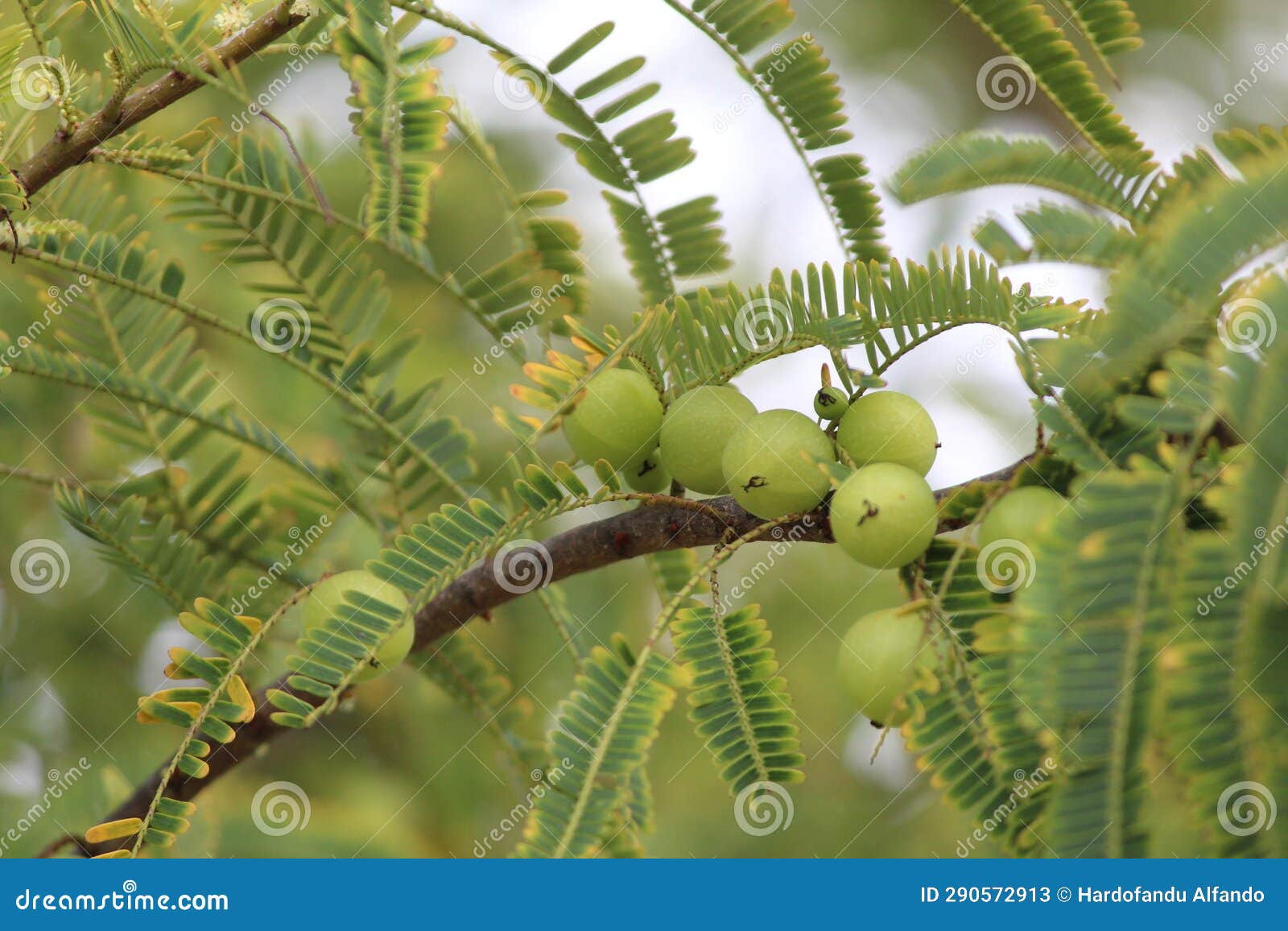 Jamblang Fruit from Indonesian Banda Aceh Editorial Stock Photo - Image ...