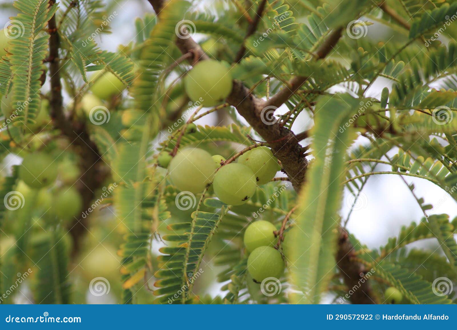 Jamblang Fruit from Indonesian Banda Aceh Editorial Photography - Image ...