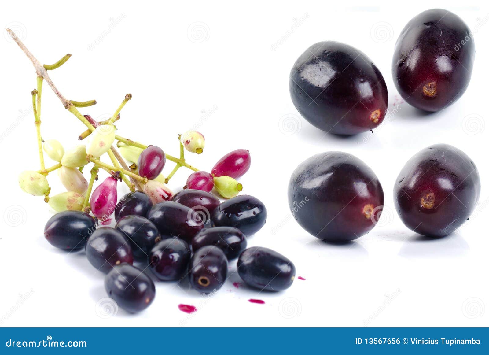 Jambolan stock photo. Image of produce, fresh, agriculture - 13567656