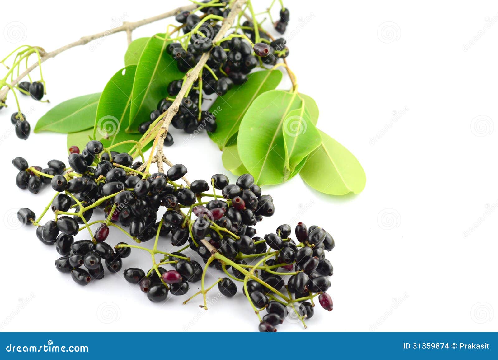 Jambolan Bot (jambolana Van Thailand) Stock Foto - Image of zaad ...