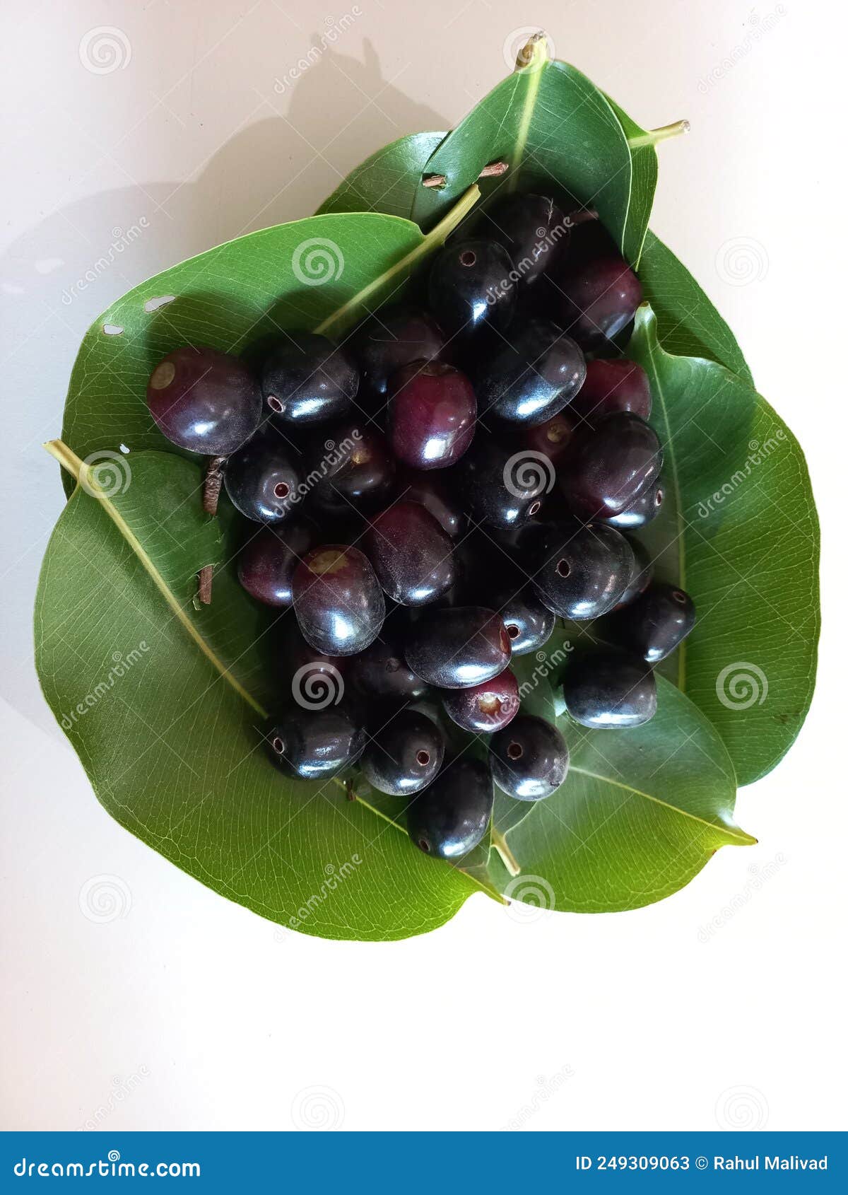 JAMBOLAN PLUM, Jamun Fruit, Syzygium Cumini, Black Plum, Java Plum, Black Berry Fruit Garden ...