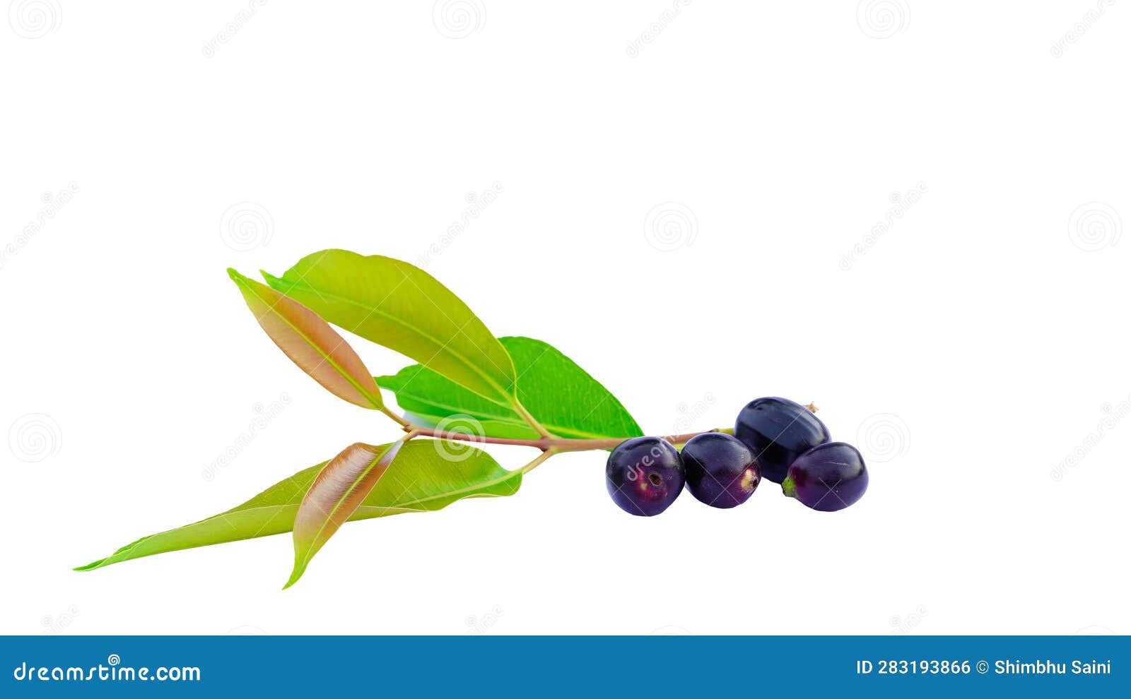 Jambolan Plum or Java Plum with Fresh Green Leaves Isolated on White ...