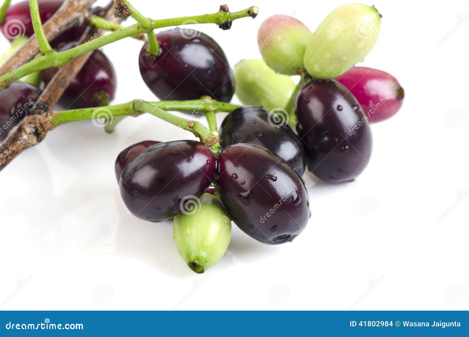 Jambolan Plum, Java Plum, Jambul. Stock Photo - Image of plum, green ...